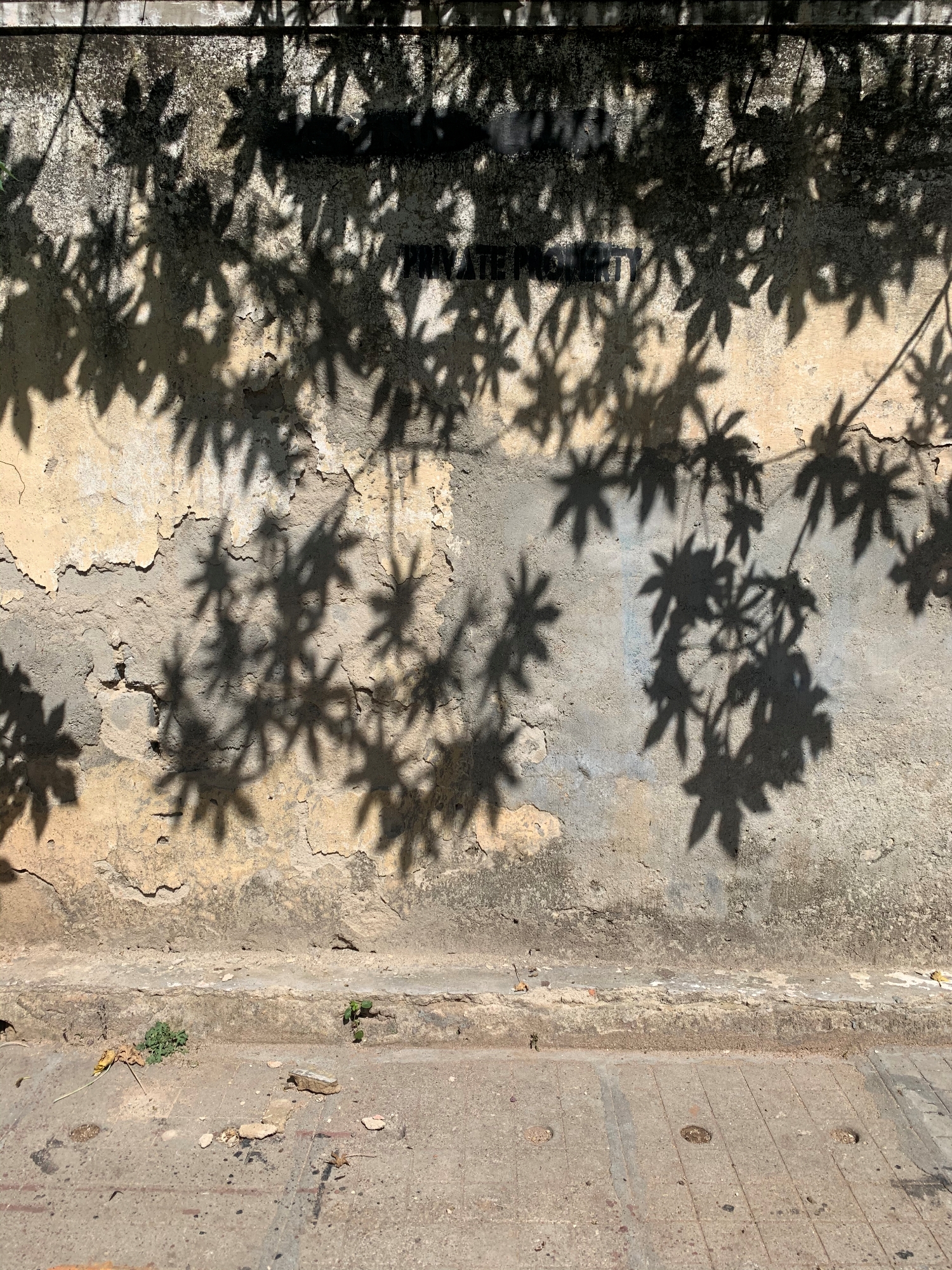 An Ode To Plant Shadows – MeanPepperVine