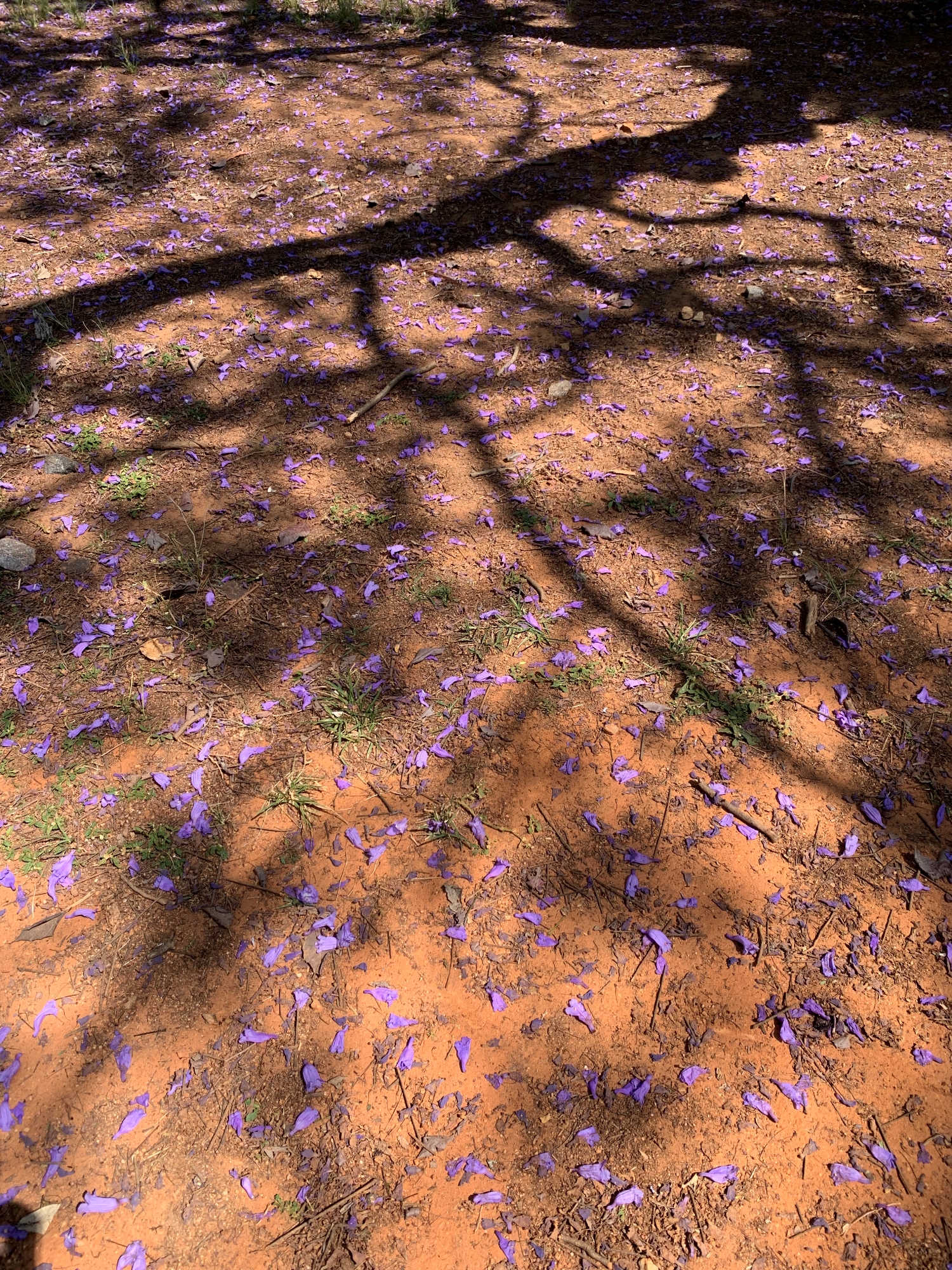 An Ode To Plant Shadows – MeanPepperVine