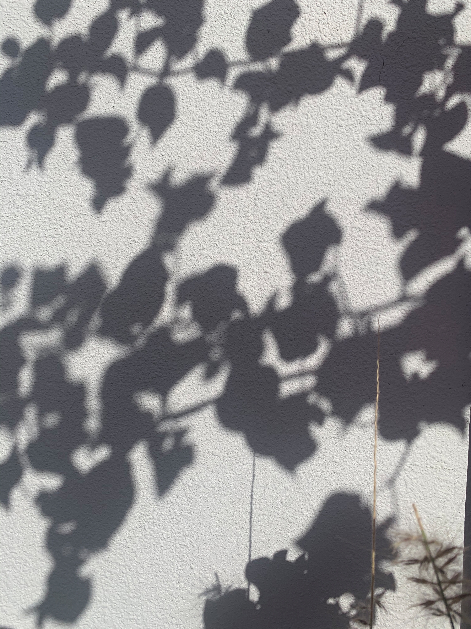 An Ode To Plant Shadows – MeanPepperVine