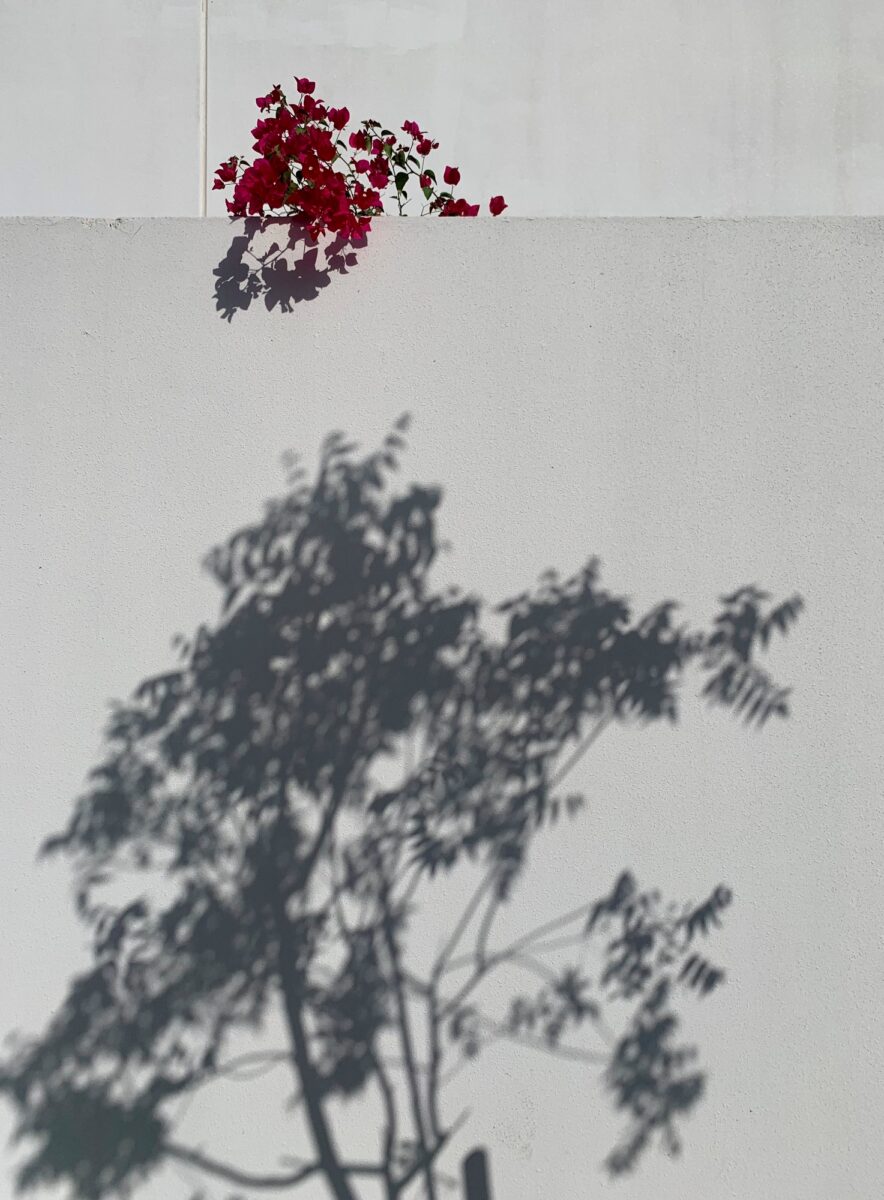 An Ode To Plant Shadows – MeanPepperVine
