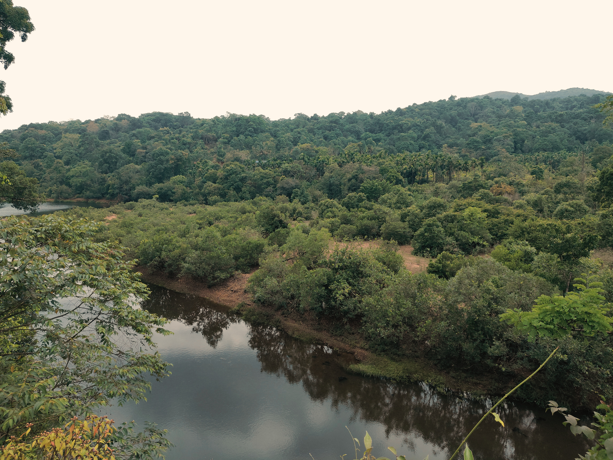 “Unscientific mass tree planting are the opposite of an environmentally ...